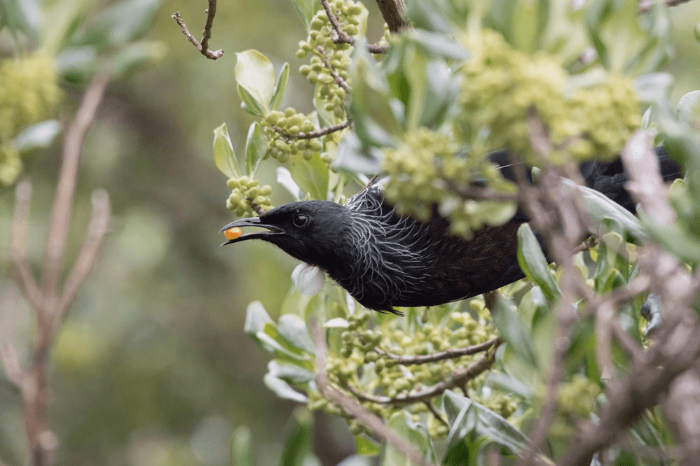 20th anniversary photo competition winners, 2018 | Friends of Mana Island